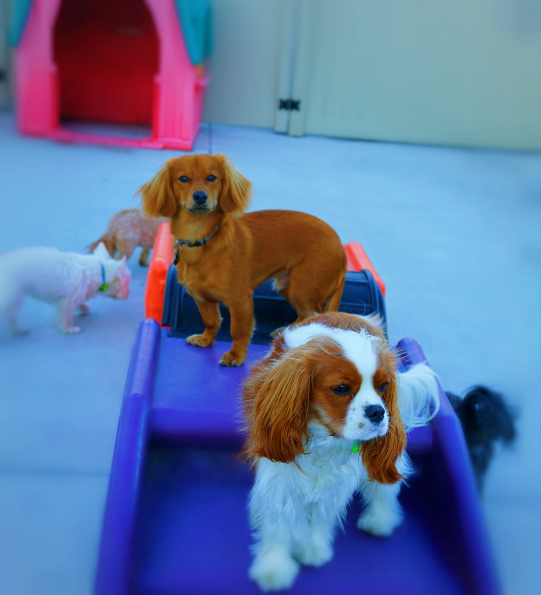 Benefits of Dog Boarding Services | Allentown, PA | Leader of the Pack